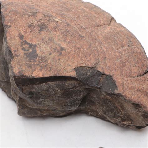 Pseudofossil Concretion Ebth Pseudofossil Concretion Ebth