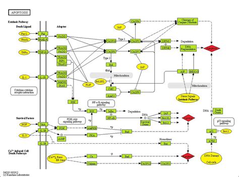 The Human Apoptosis Network Extracted From The Kegg Database