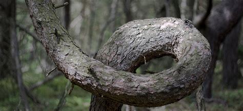 6 Common Spanning Tree Mistakes And How To Avoid Them Auvik