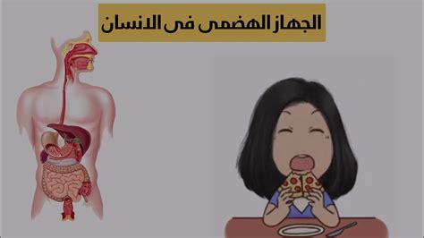 درس الجهاز الهضمي في الانسان الصف الرابع الابتدائي Youtube