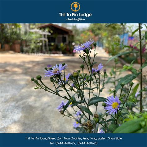 Thit Ta Pin Lodge Keng Tung သစ်တစ်ပင် ဧည့်ရိပ်သာ ကျိုင်းတုံ 𝘐𝘯𝘥𝘶𝘭𝘨𝘦