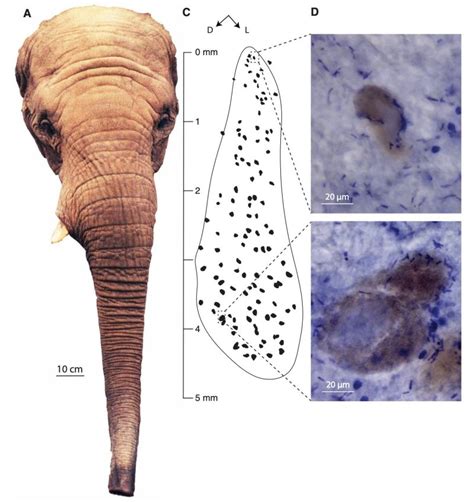 Matlab For Neuroscience On Linkedin Cellular Neuroscience Matlab