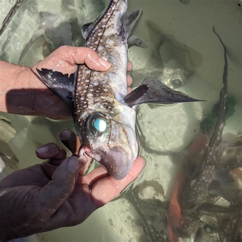 Male Ghost Sharks Use Unique Forehead Teeth For Mating Killbait Archive