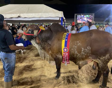 Expo feria Falcón 2024 es la vitrina agropecuaria occidental Últimas
