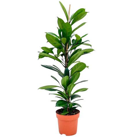 Тенелюбивые комнатные растения 10 неприхотливых вариантов