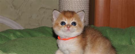 Питомник британских золотых серебристых шиншилл Группа посвящена Британским короткошерстным и