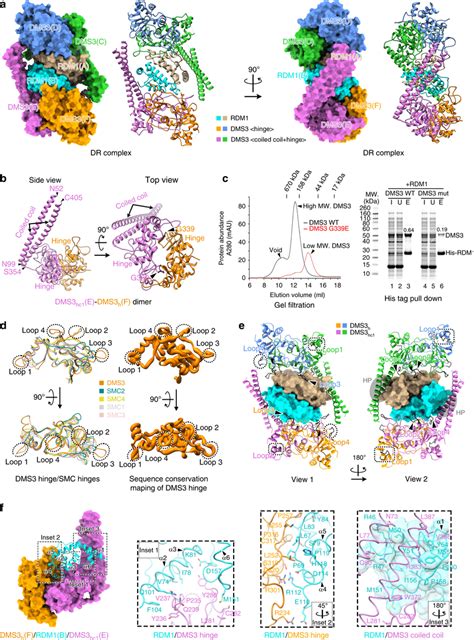 Structure Of The Dr Dms3 Rdm1 Complex A Two Orthogonal Views Of The Download Scientific