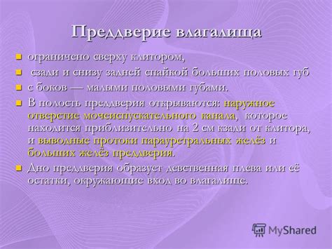 Половые Губы Клитор Фото Nyafoto ru