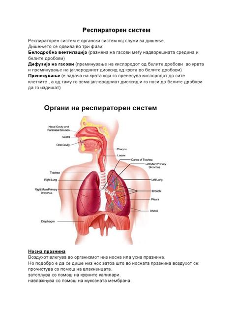 Респираторен систем Pdf