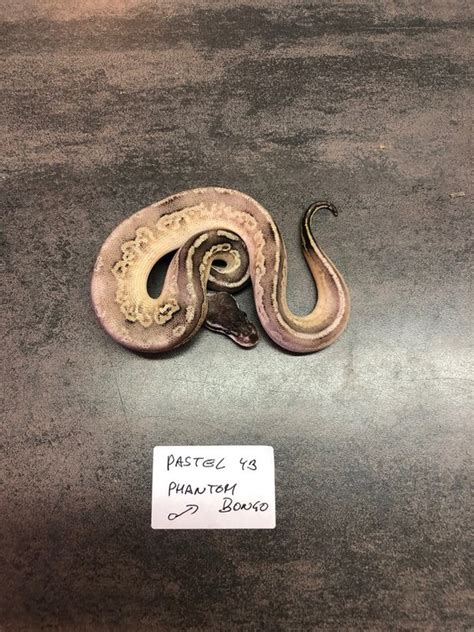 Python Regius Königspython Pastel Yb Phantom Bongo Male
