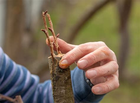 Arbres fruitiers soins entretien récolte