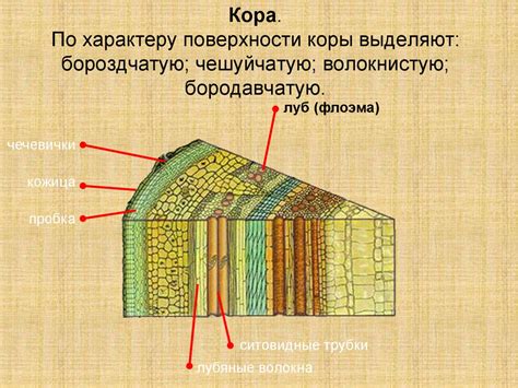 Стебель его строение и значение 6 класс презентация онлайн