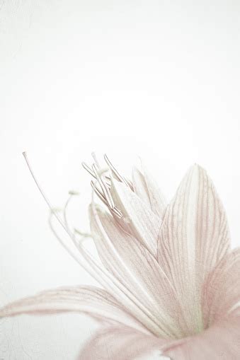 달콤함 백색과 데이지들이 희미함 날짜에 멀베리 종이 질감 0명에 대한 스톡 사진 및 기타 이미지 0명 2015년 꽃 나무 Istock