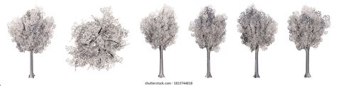 Set Collection Drawings Trees Isolated On Stock Illustration Shutterstock
