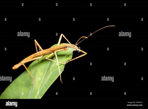 Pink Winged Stick Insect Or Madagascan Stick Insect Sipyloidea Sipylus Species Of Phasmid