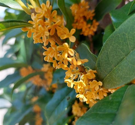 金木犀の香り 毎日小さな幸せ発見