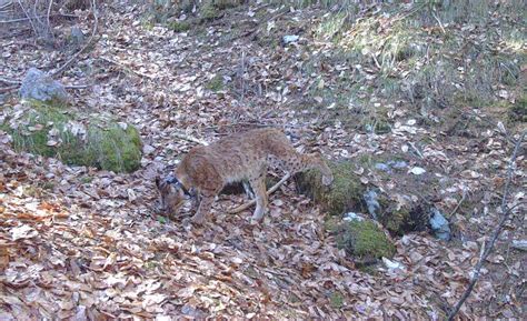 Uccisa Da Un Bracconiere La Lince Sofia