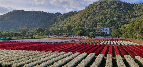 สวนดอกไม้เขาใหญ่ สวนดอกไม้ปากช่อง เที่ยวสวนดอกไม้ใกล้กรุงเทพฯ