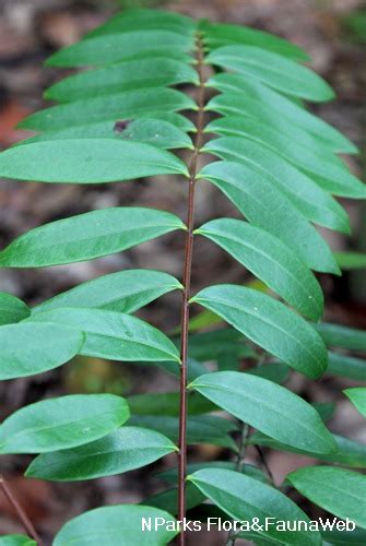 NParks | Eurycoma longifolia