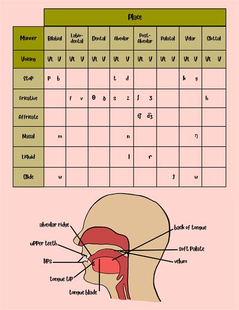 Eliciting Sounds Cheat Sheet For Speech Therapy Consonants Slp Etsy