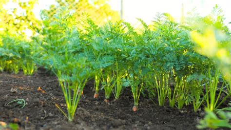 How To Plant Grow And Care For Danvers Carrots