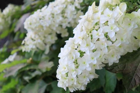 5 Must Grow Dwarf Hydrangeas Uk