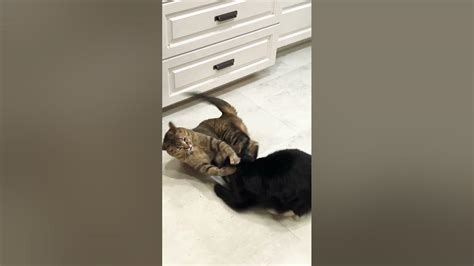 Catnip And Friends Be Like😼shorts Cats Youtube