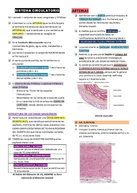 Sistema Circulatorio Apuntes De Histo II SISTEMA CIRCULATORIO SC