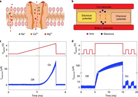 Implementation Of Artificial Dendrites A B Schematic Of The Membrane
