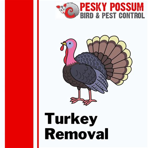 Humane Turkey Removal And Relocation