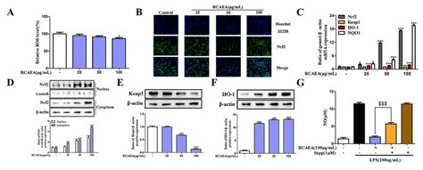 Inhibition Effect Of Rcaea On Nrf2 Ho 1 Signaling Pathway In Download Scientific Diagram