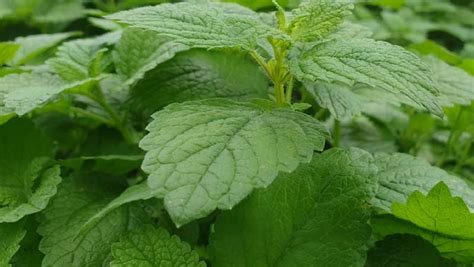 Top 8 Health Benefits Of Lemon Balm Viridian Nutrition