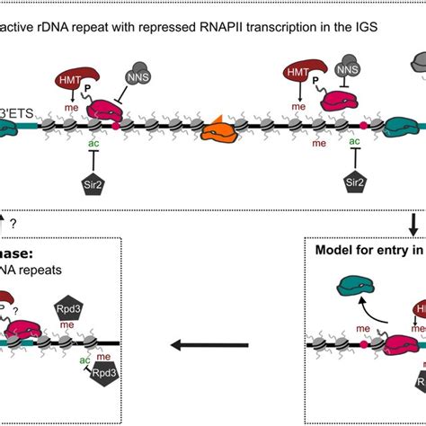 Genome Organization Of Rdna Repeats In A S Cerevisiae And B S