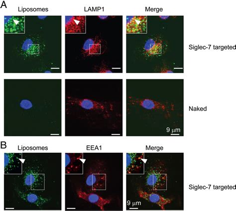 Figure 2 From Induces Robust T Cell Activation To Human Dendritic Cells