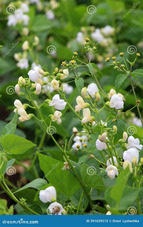 Common Bean Stock Image 36213589
