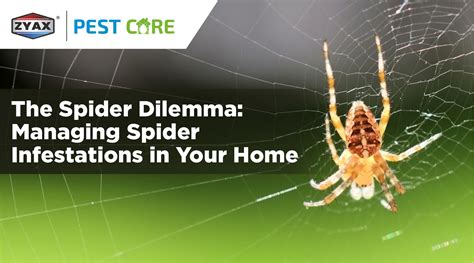 The Spider Dilemma Managing Spider Infestations In Your Home