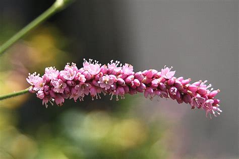 街の花便り