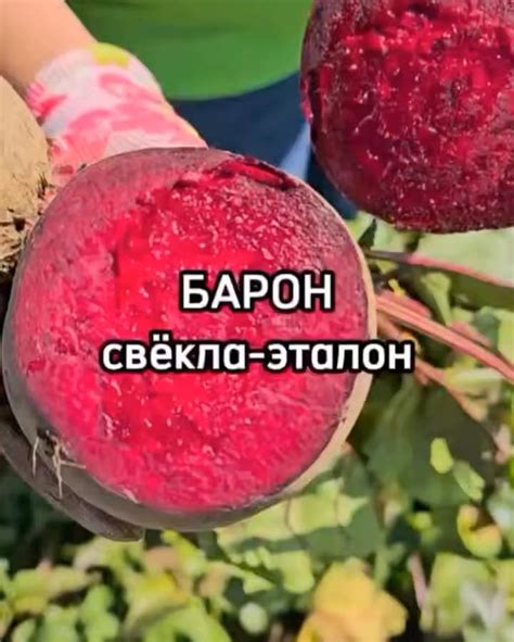 ОГОРОД САД ДАЧА 🏡 Автоматическая картофелекопалка🚜🔥 Автор ТТ