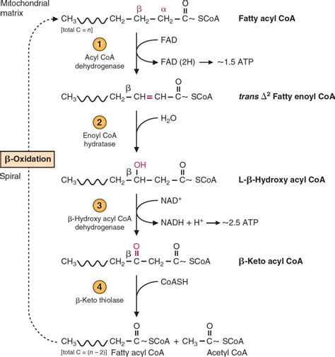 Acyl Coa Dehydrogenase