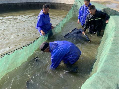常州特种水产繁殖基地进入黄金季 亿尾鱼苗为长江大保护添动能 现代快报网