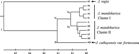 UPGMA Based Cluster Analysis Of The 11 Populations Of Juglans L