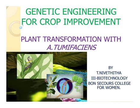 Genetic Engineering For Crop Improvement Pdf