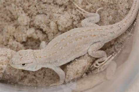 Liolaemus Occipitalis факти дієта ареал і фотографії на Animaliabio