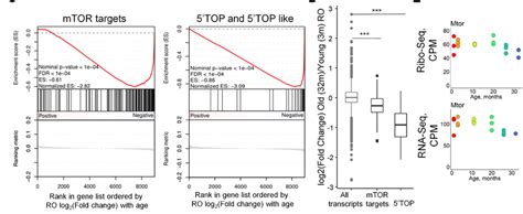 Decreased Ribosome Occupancy Of Transcripts Encoding Ribosomal And Download Scientific Diagram