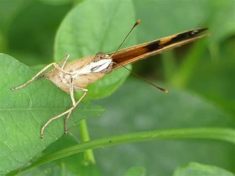 Premium Photo Close Up Of Grasshopper On Leaf