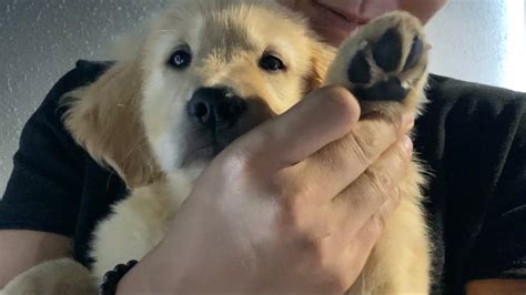 Ep 02 • 안녕 난 정복단 • 골든리트리버 입양 • 인절미 브이로그 Youtube