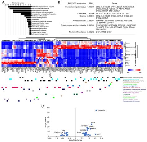 Functional Classification Of The Upregulated Genes A Protein