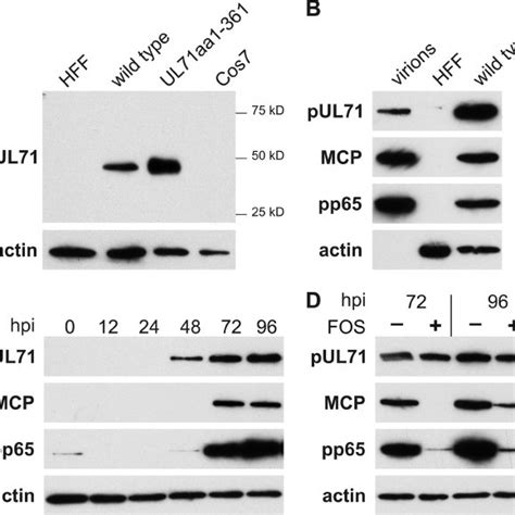 Subcellular Localization Of Mvb Marker Cd63 And Viral Pp28 In Wild Type Download Scientific
