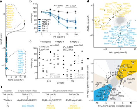 A hub of autophagy and NF κβ signalling mediates cancer intrinsic CTL