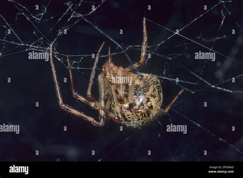 House Spider American Common House Spider Common American House
